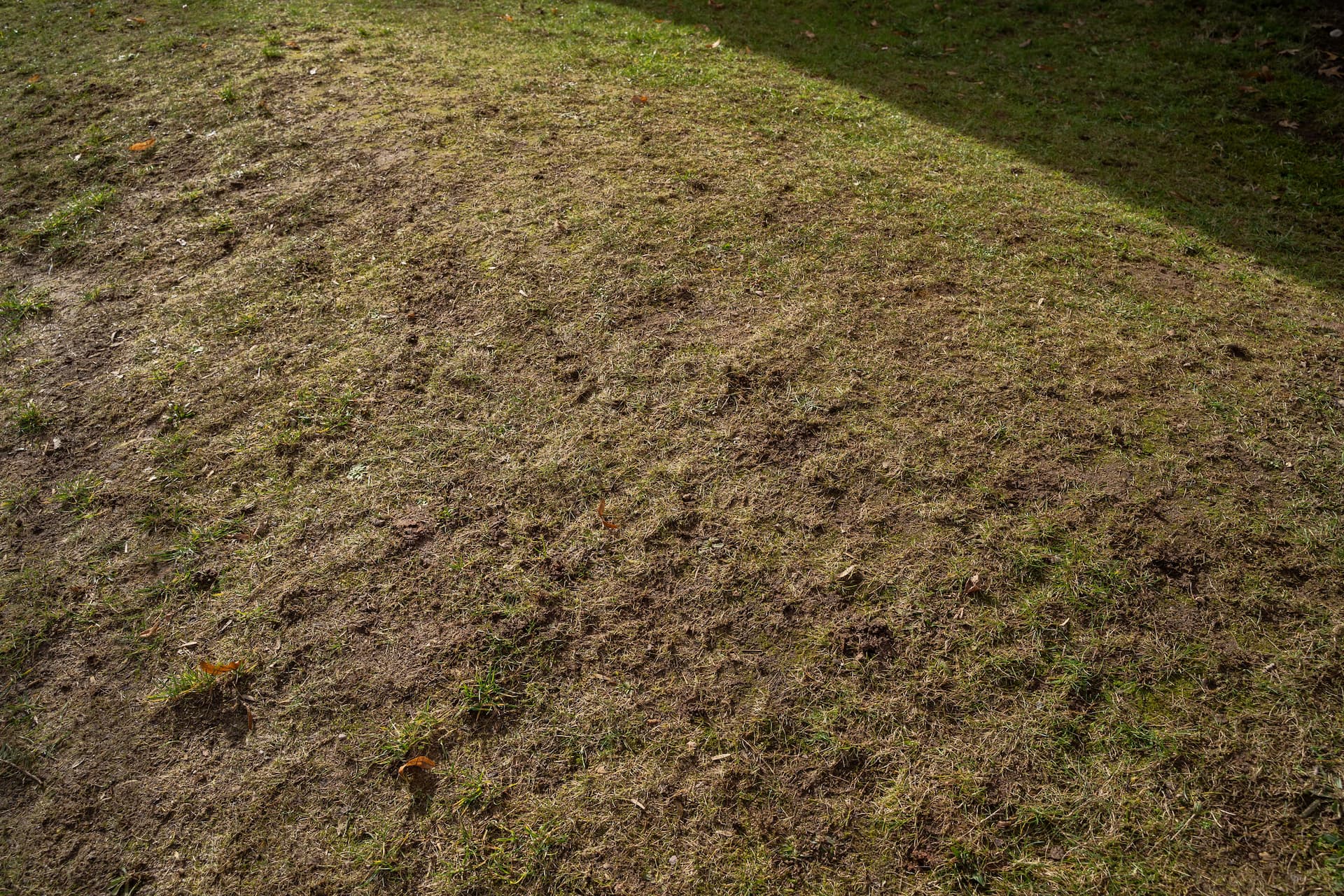 Why My Grass Is Dying 101: How to Revive Dead Grass – My Store